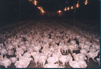 Exposing Routine Animal Cruelty in the Chicken Industry |Gaia's Blog